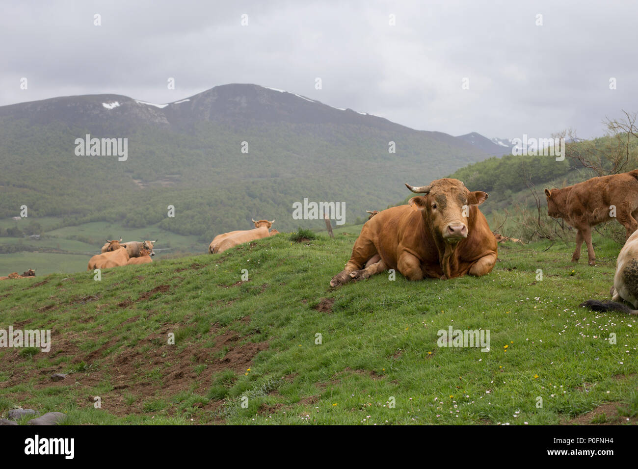 A bull is resting Stock Photo - Alamy