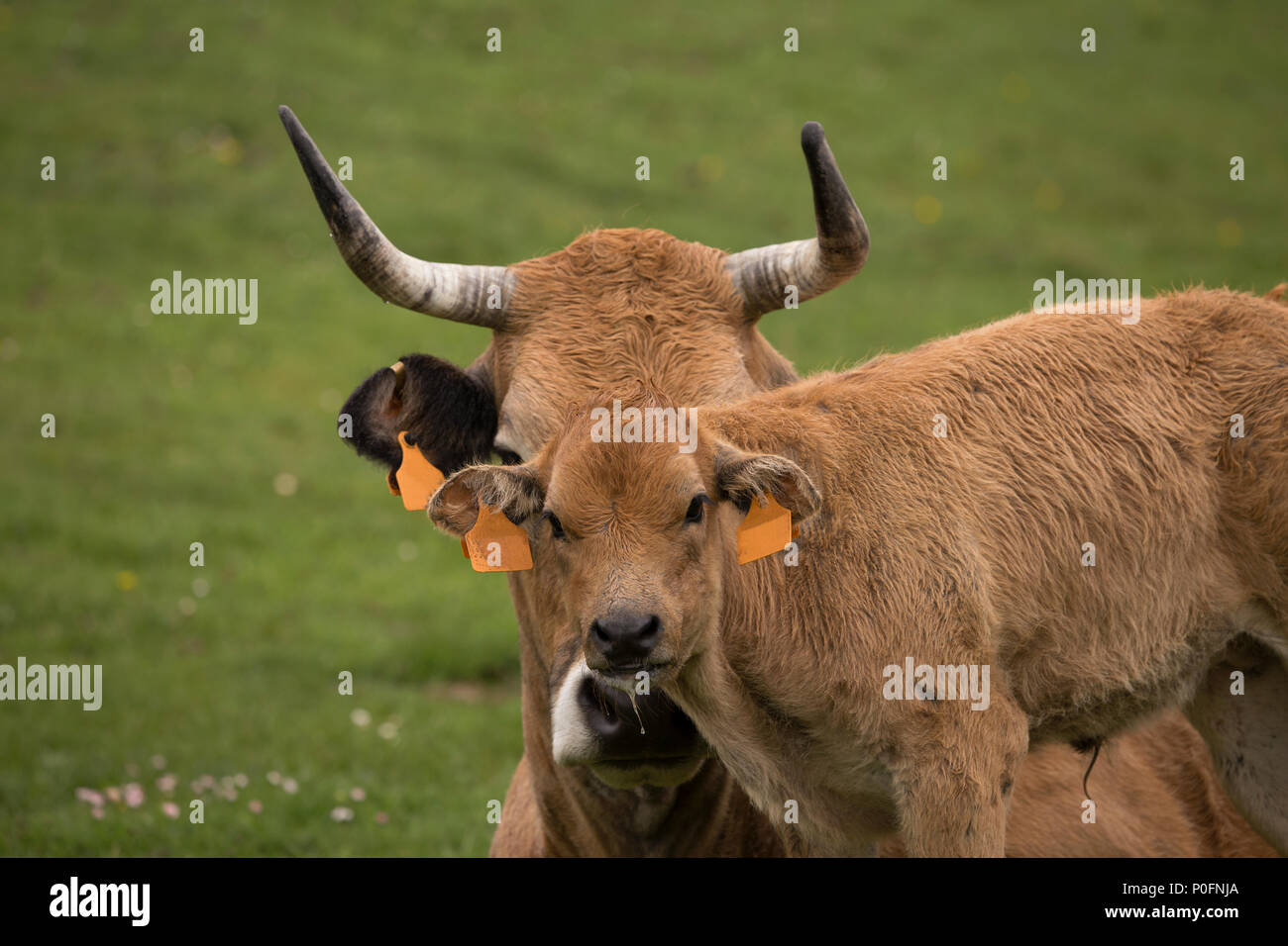 Slobber hi-res stock photography and images - Alamy