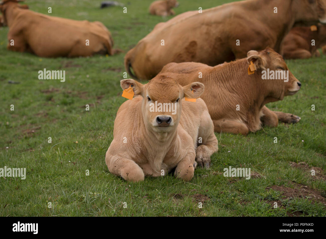 Portrait of a calf Stock Photo - Alamy