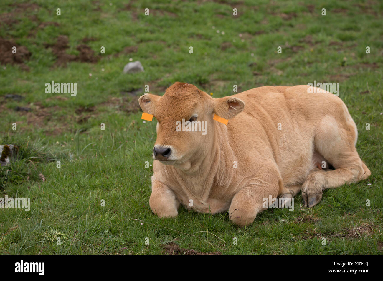 Calf portrait hi-res stock photography and images - Alamy
