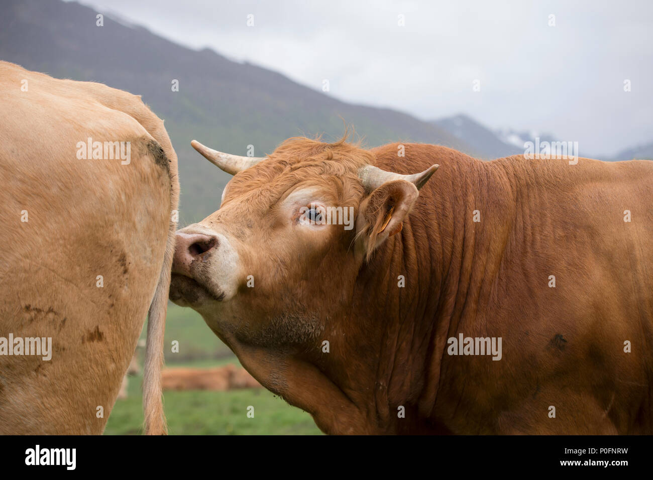 A bull is smelling a cow Stock Photo - Alamy