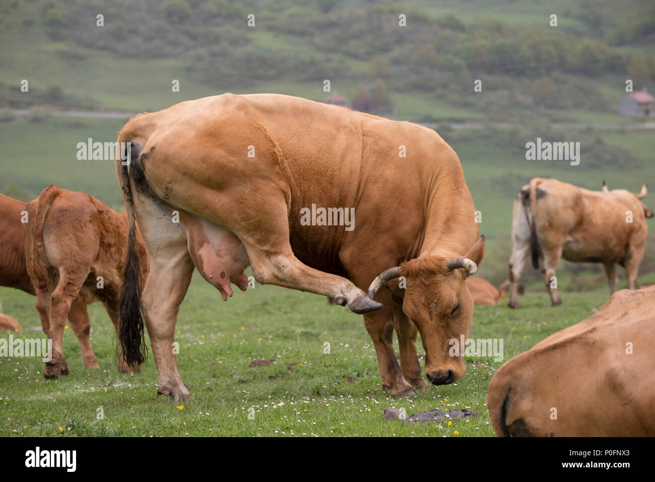 Scratching cow hi-res stock photography and images - Alamy