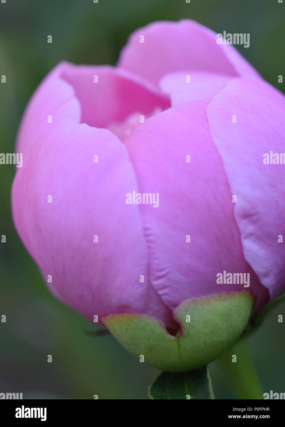 Perfect peony hi-res stock photography and images - Alamy