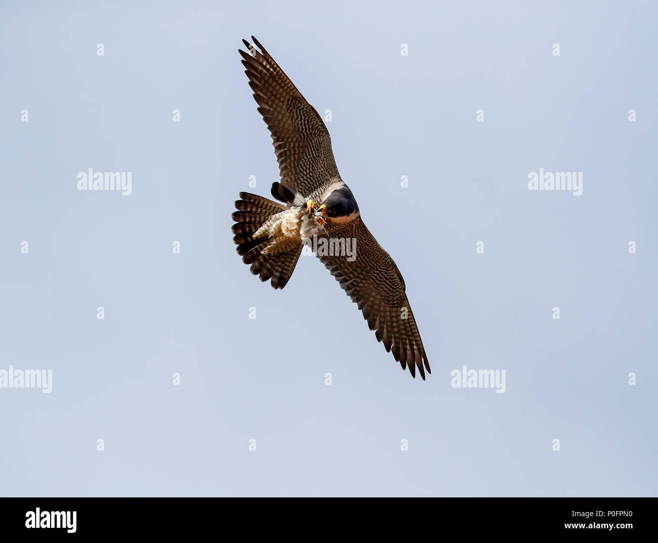 Peregrine Falcon (Falco peregrinus Stock Photo - Alamy