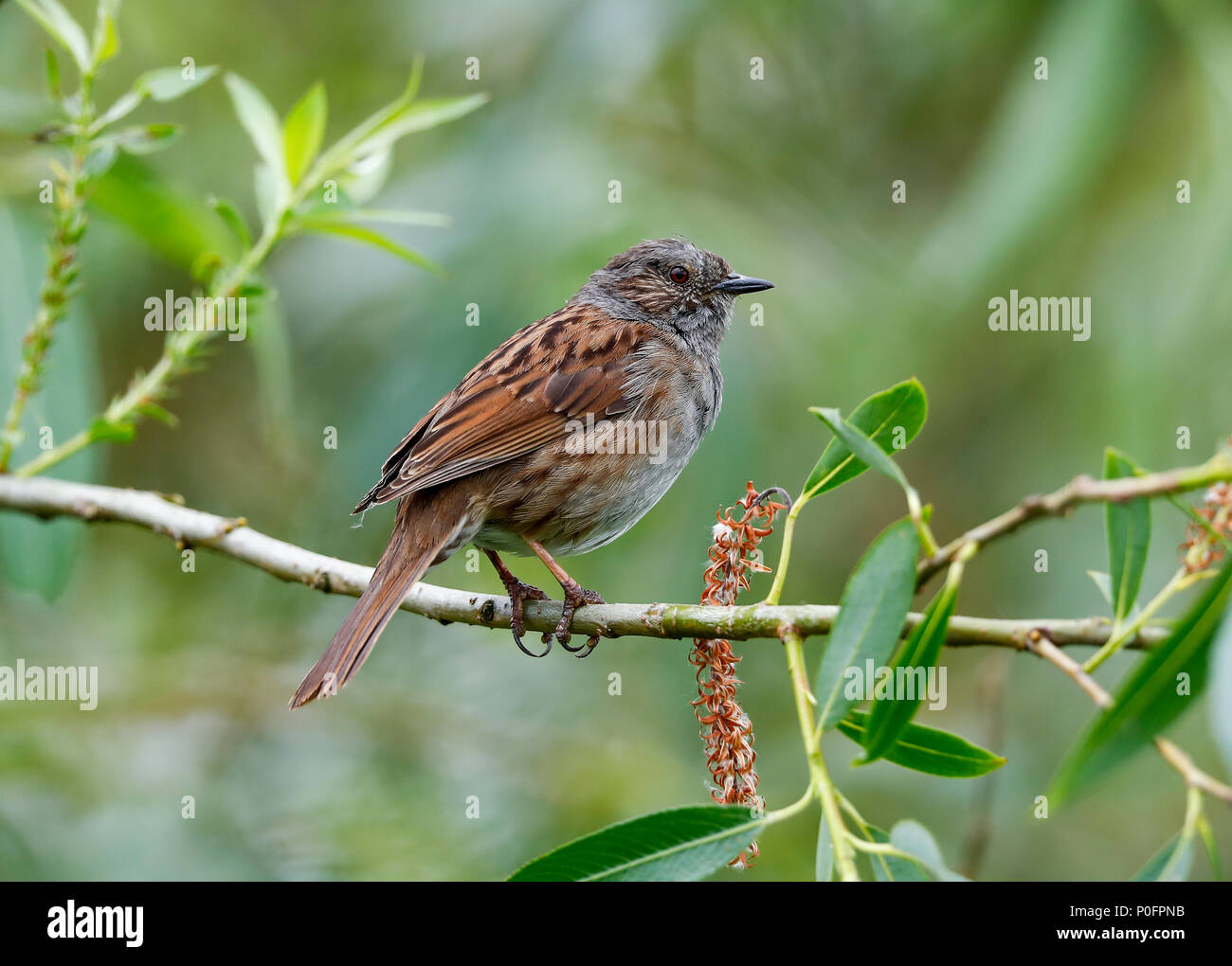 Dunnock breeding plumage hi-res stock photography and images - Alamy