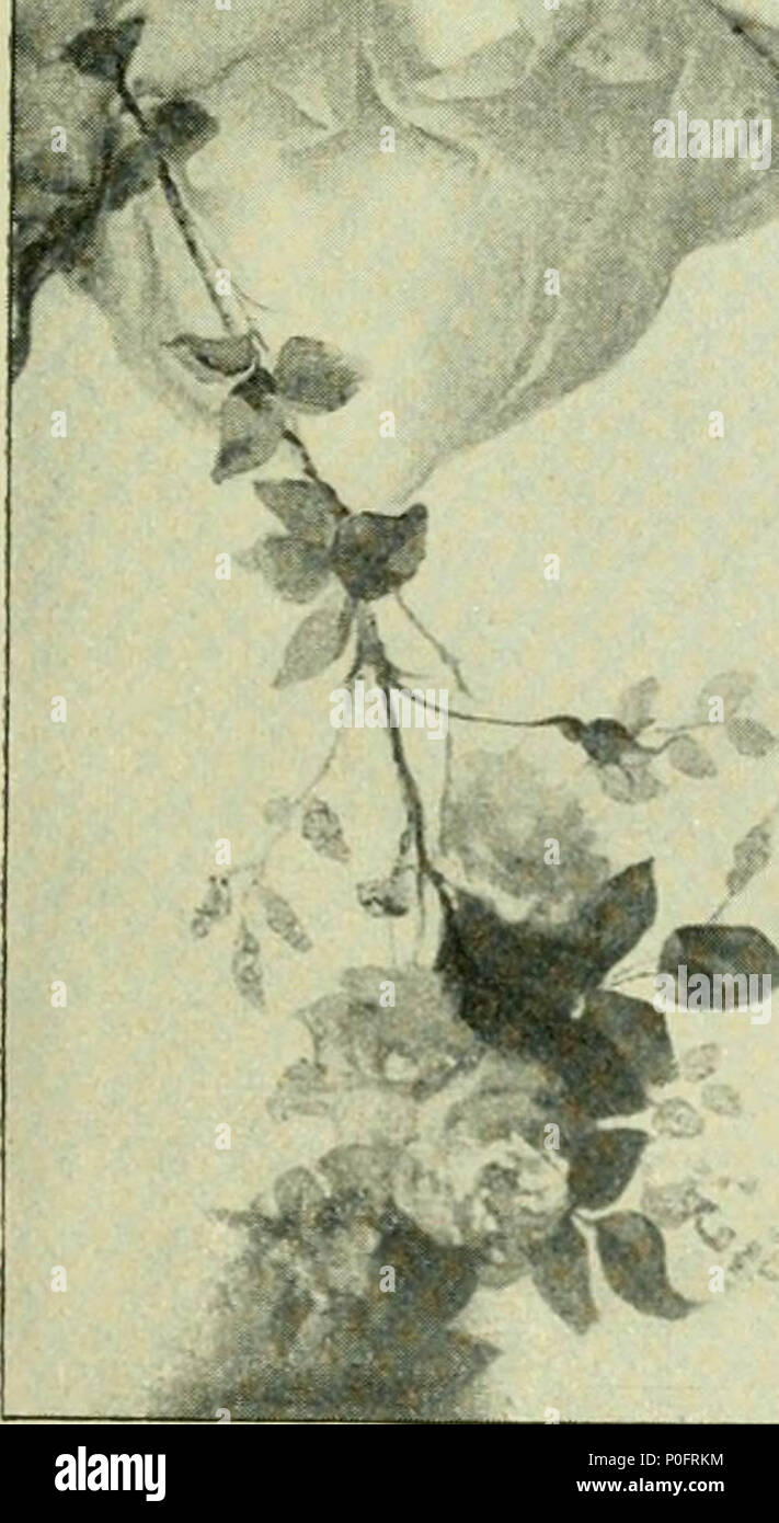 "The standard guide" (1896 Stock Photo - Alamy