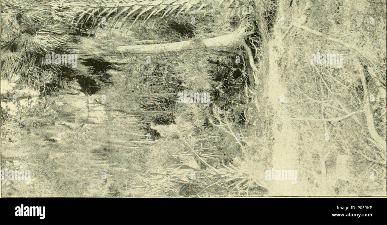 "The standard guide" (1896 Stock Photo - Alamy