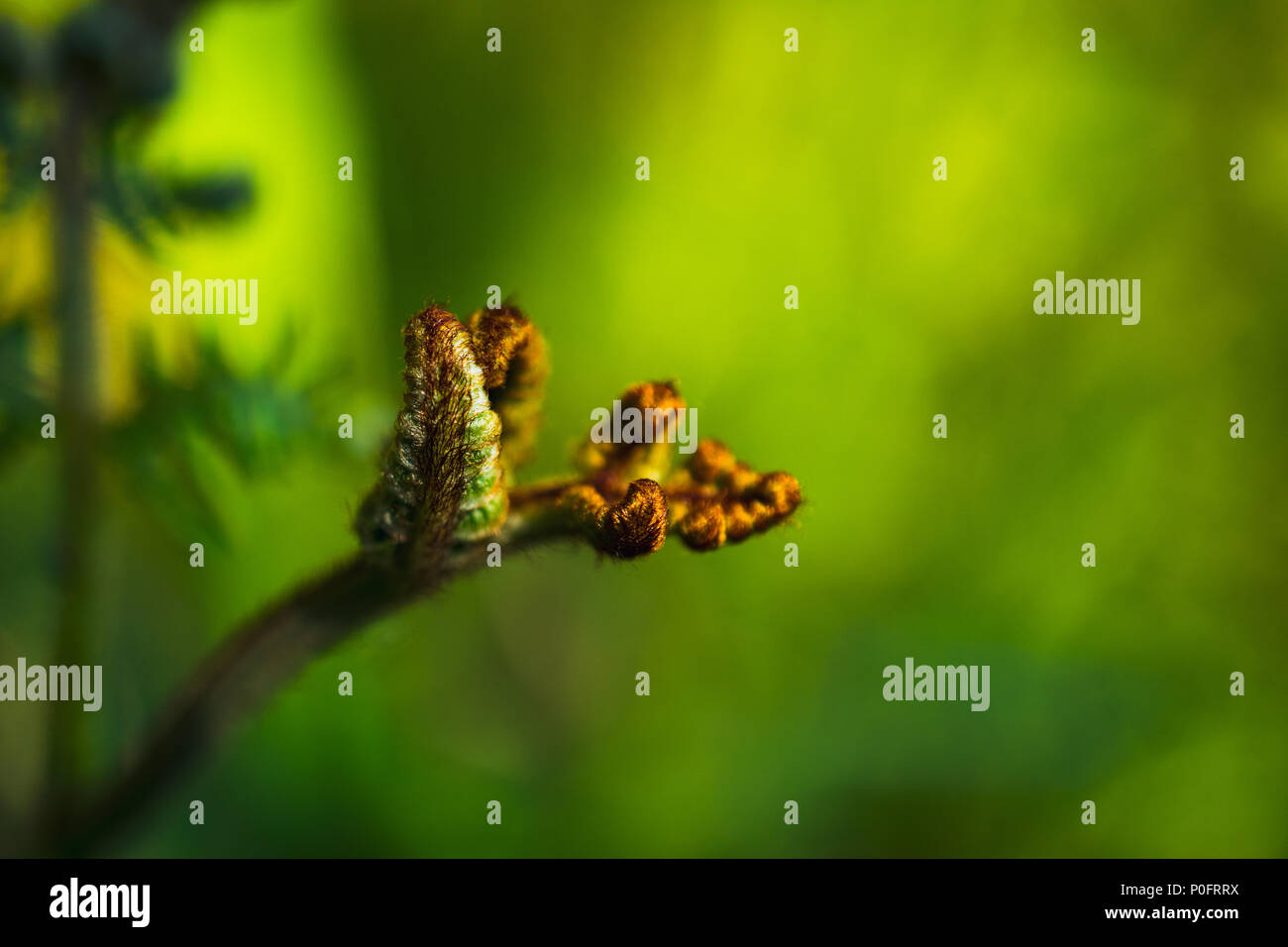 Little fern - close up Stock Photo - Alamy