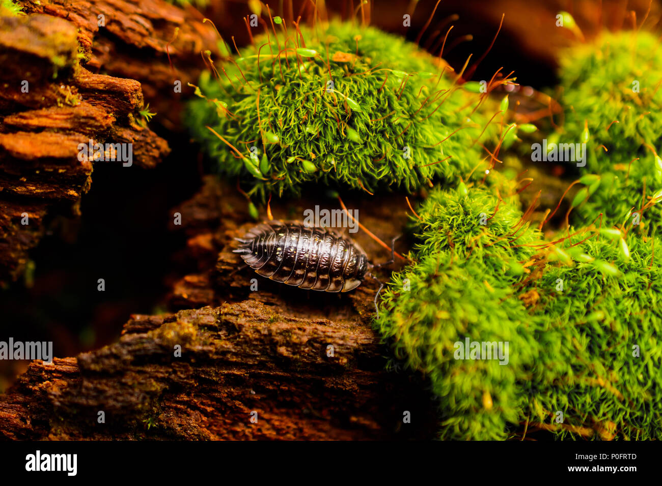 Woodlouse woodlice oniscidea hi-res stock photography and images - Alamy