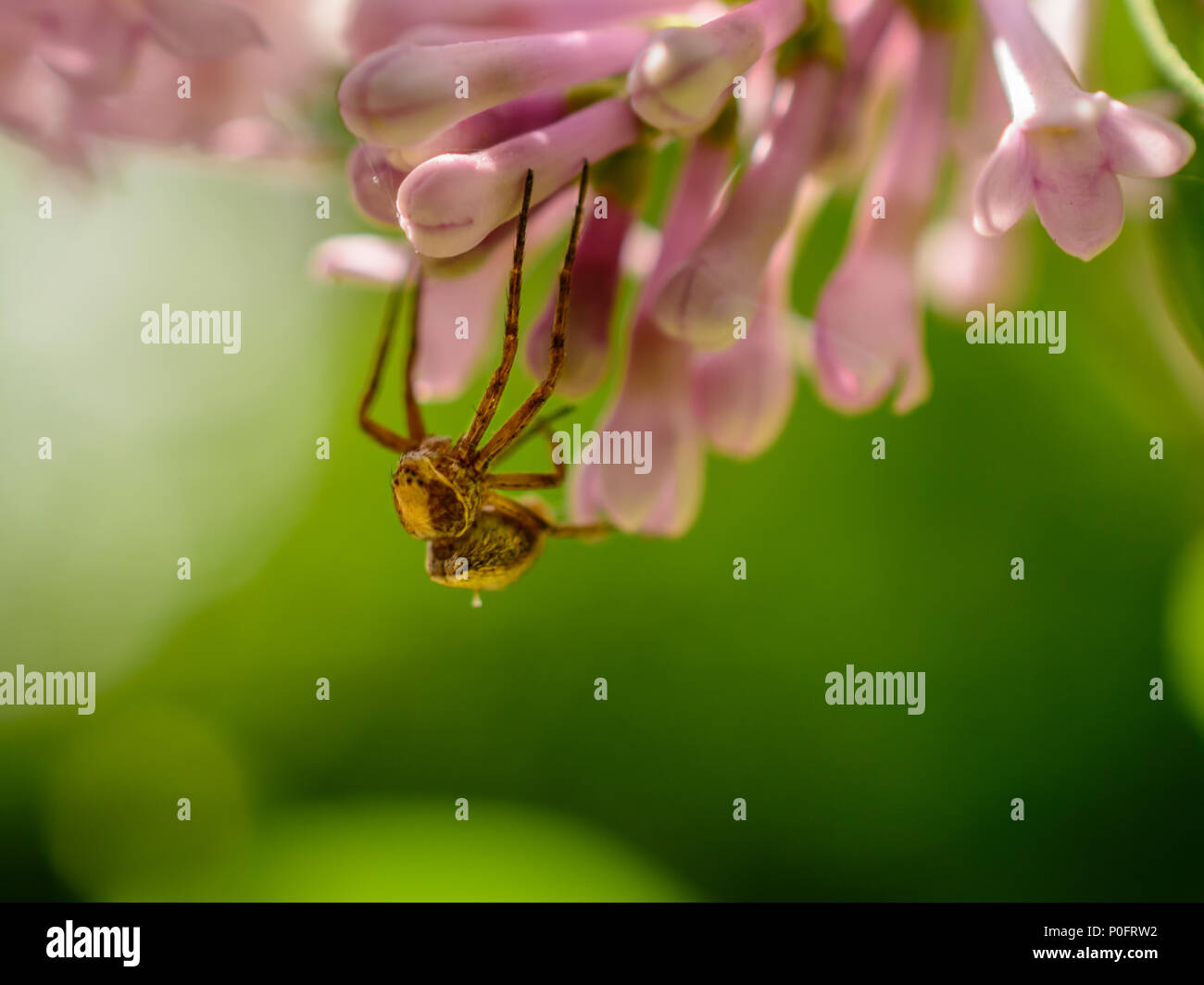 Insect elder elderberry hi-res stock photography and images - Alamy