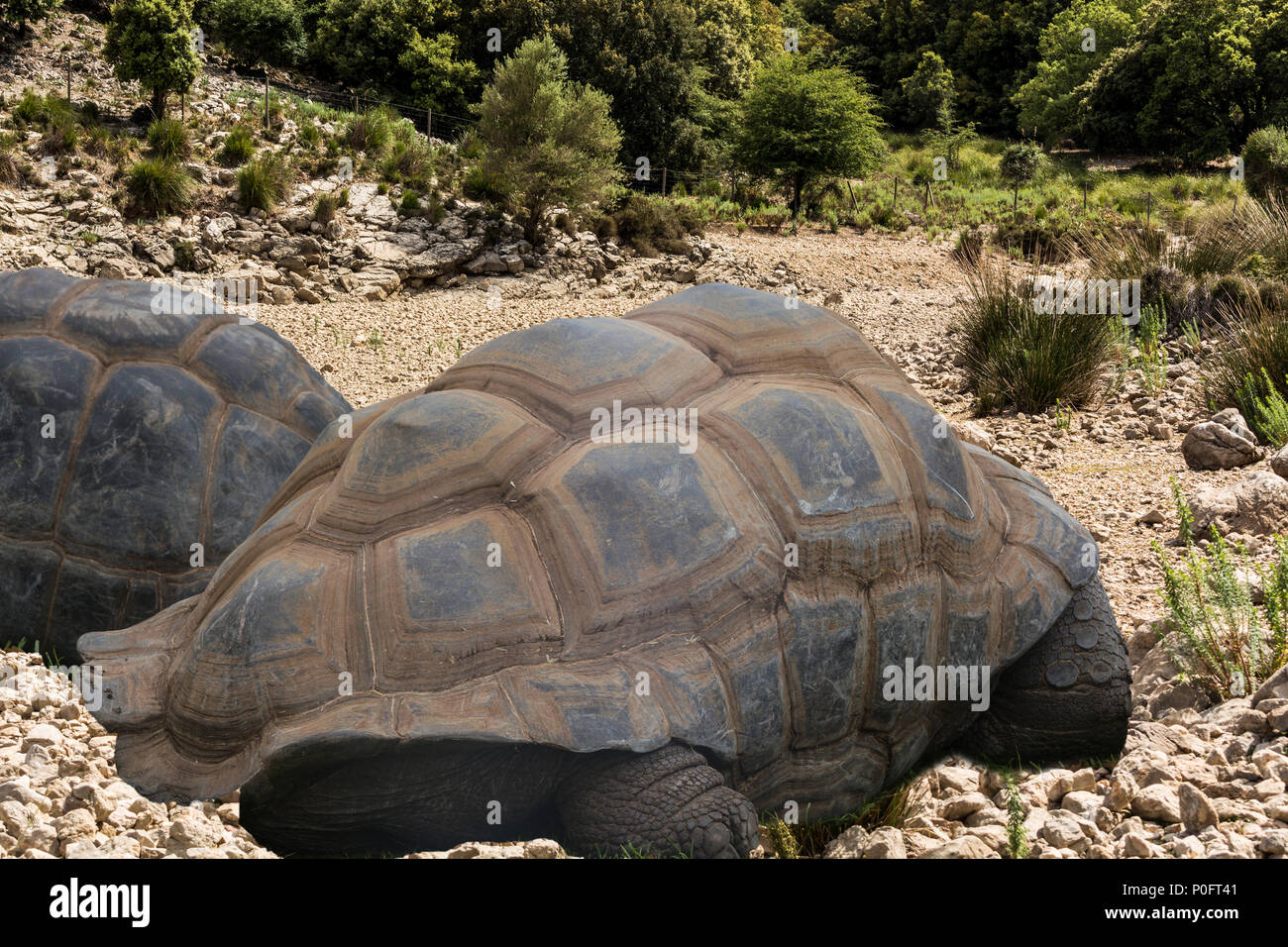 Great Seychelles Giant Tortoise from behind Stock Photo - Alamy