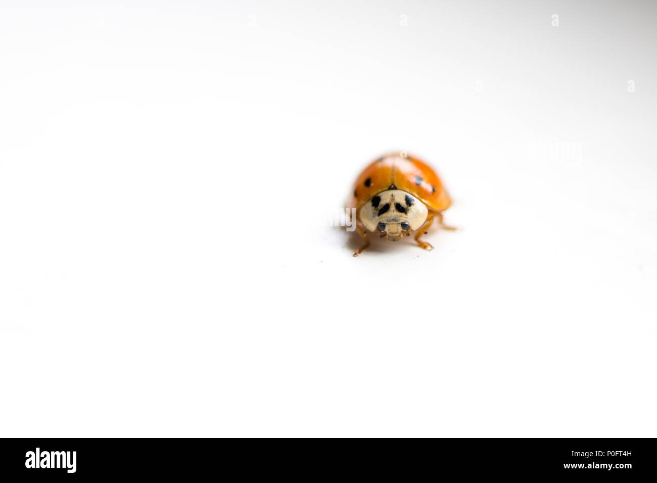 An isolated ladybug on a white background Stock Photo - Alamy