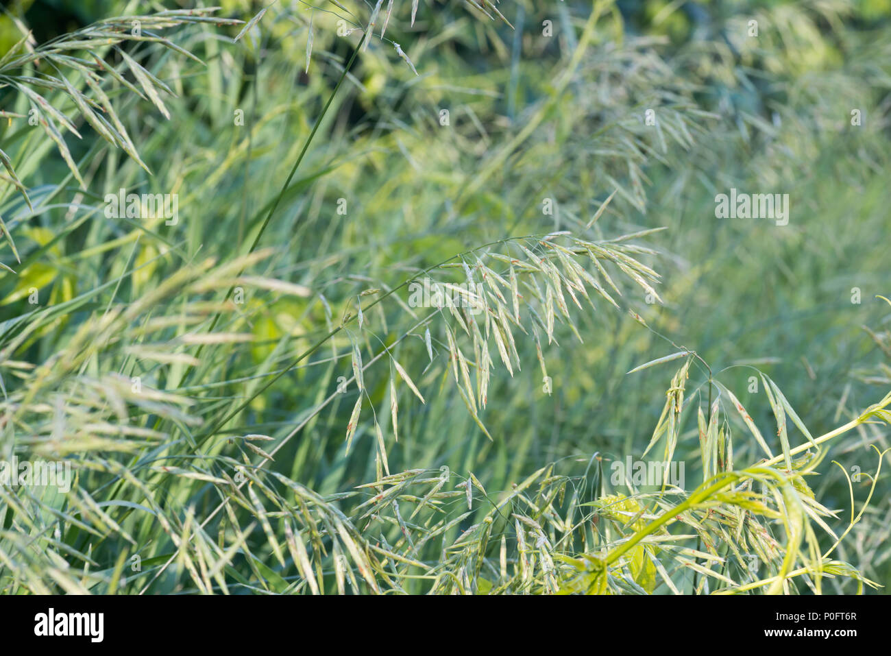 Pollination grass hi-res stock photography and images - Alamy