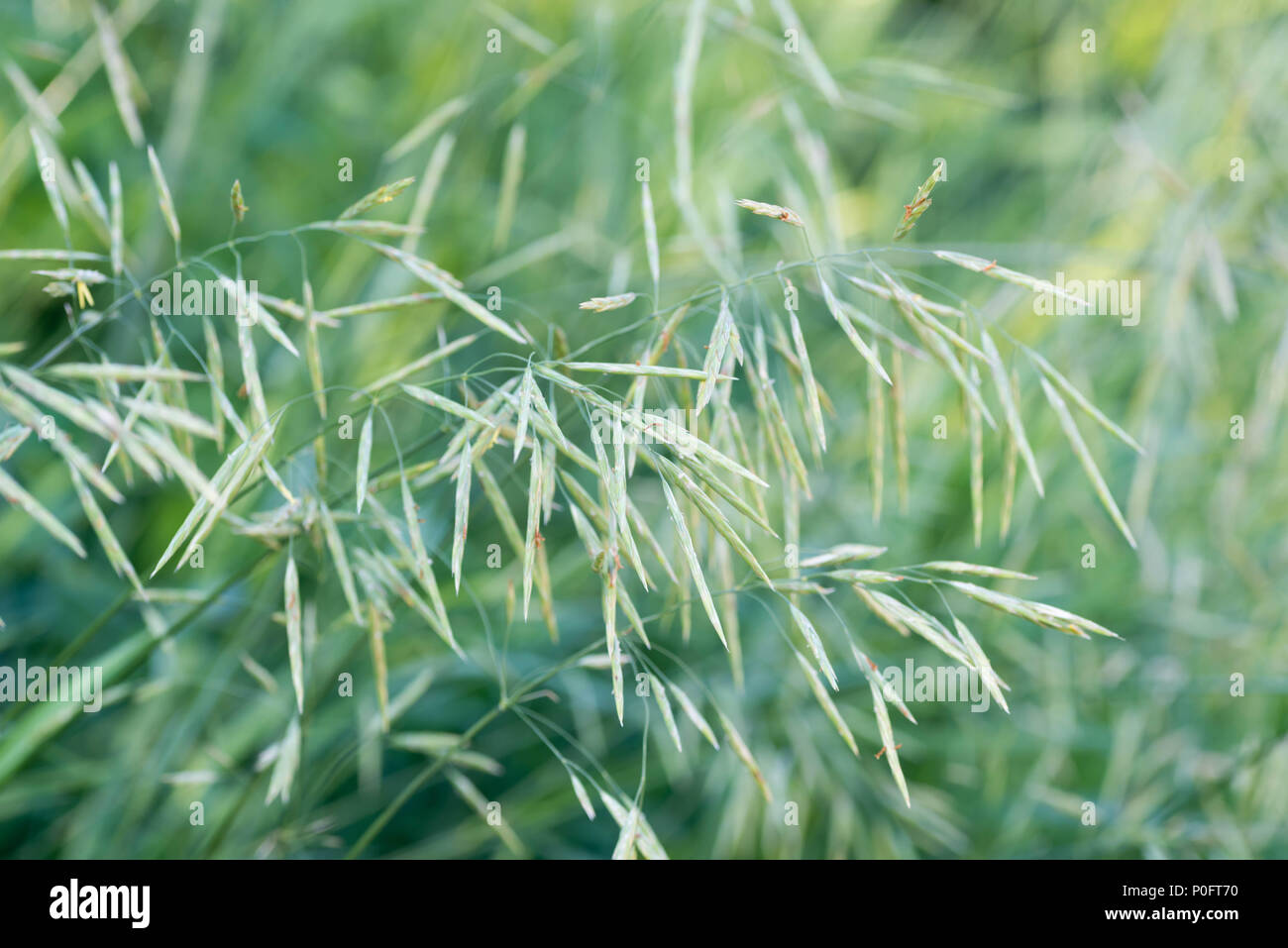 Pollination grass hi-res stock photography and images - Alamy