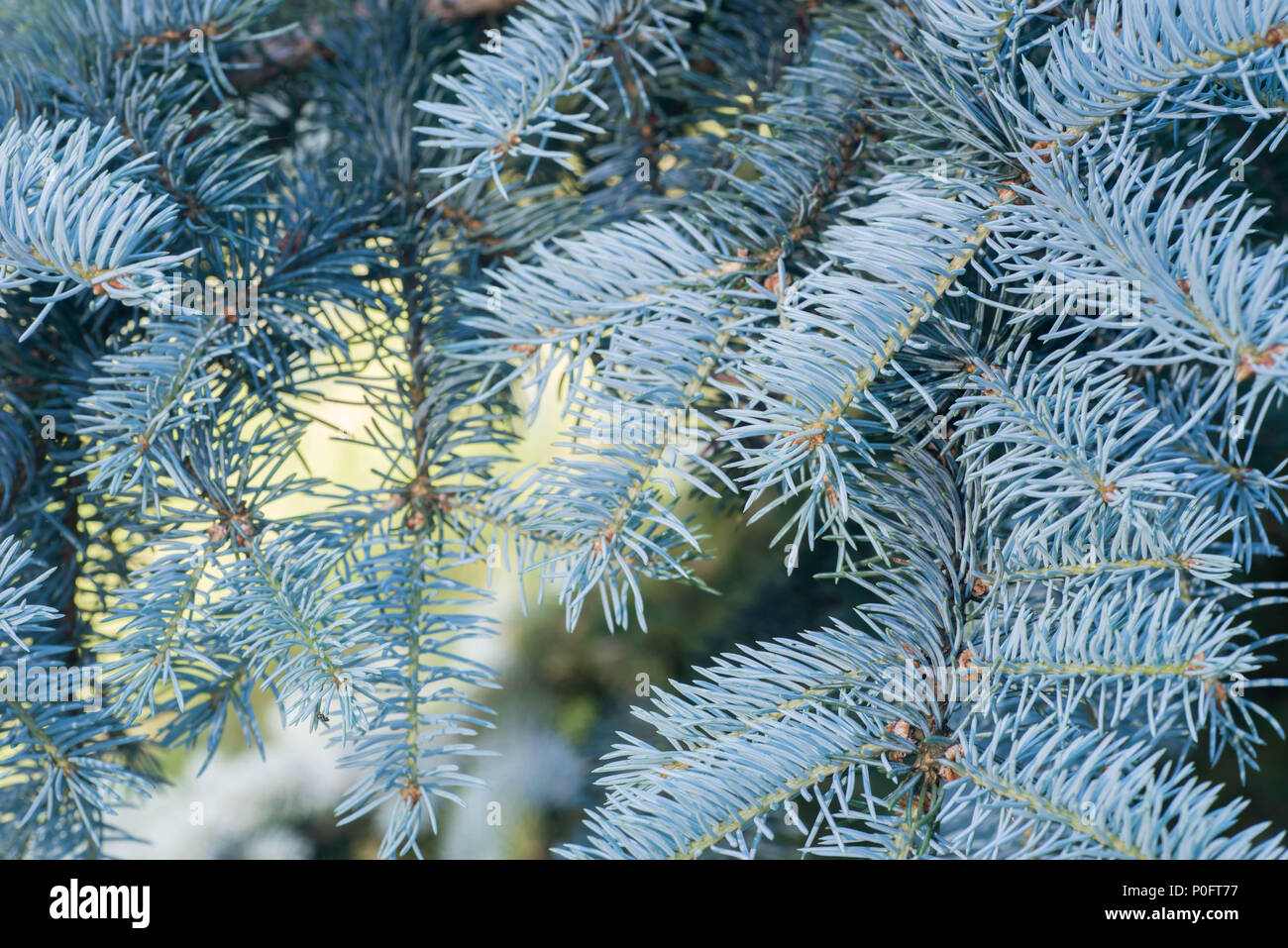 Twig tree hi-res stock photography and images - Alamy