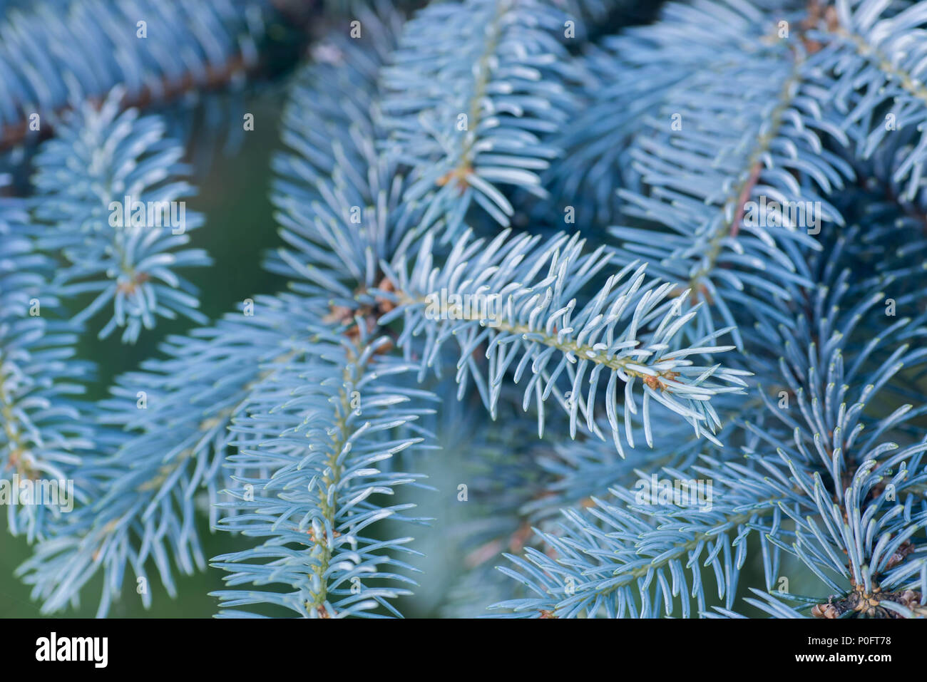 Twig tree hi-res stock photography and images - Alamy