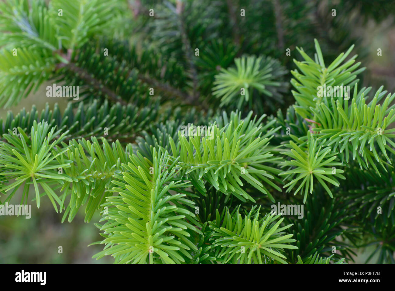 Twig tree hi-res stock photography and images - Alamy