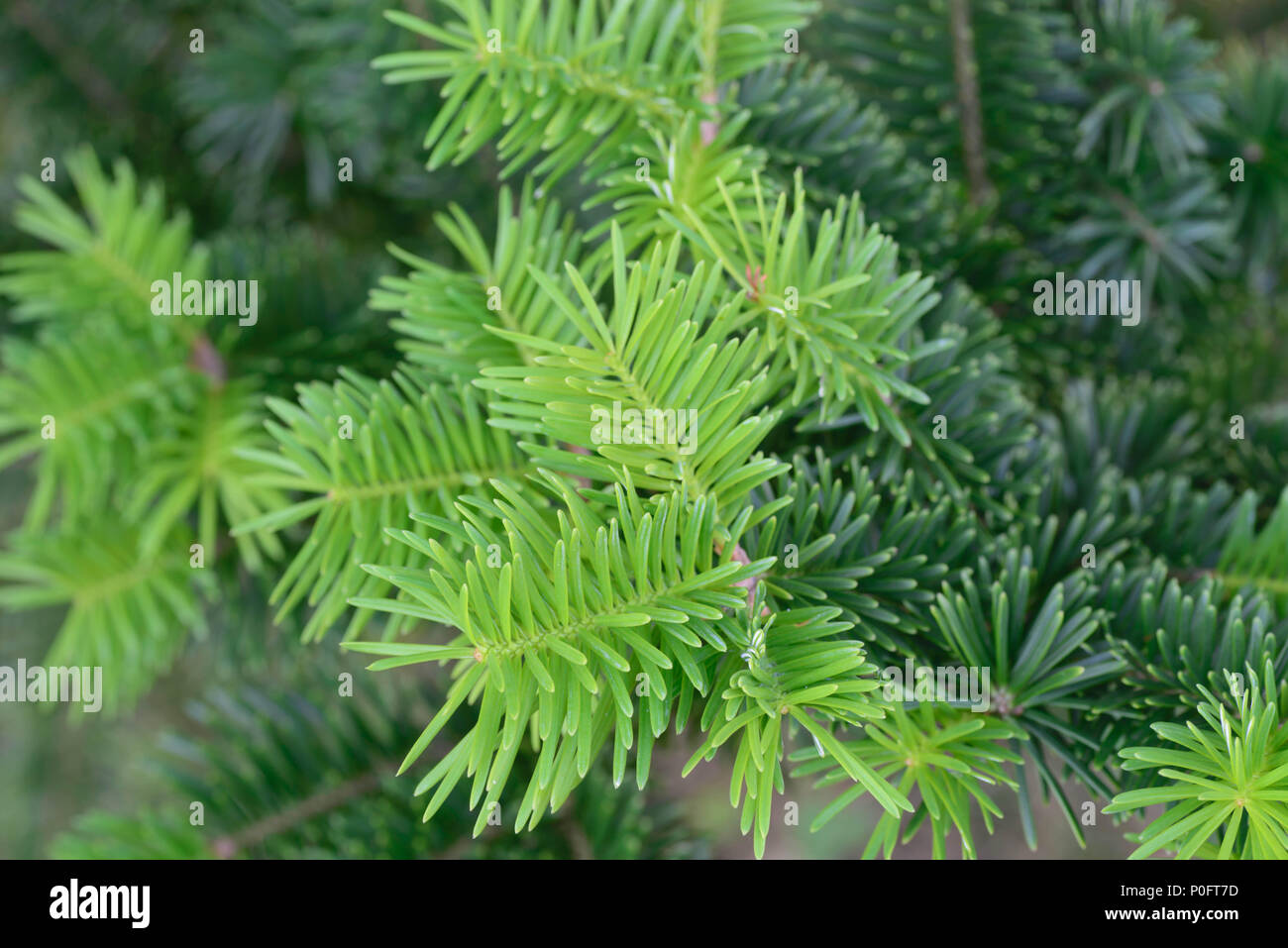 Twig tree hi-res stock photography and images - Alamy