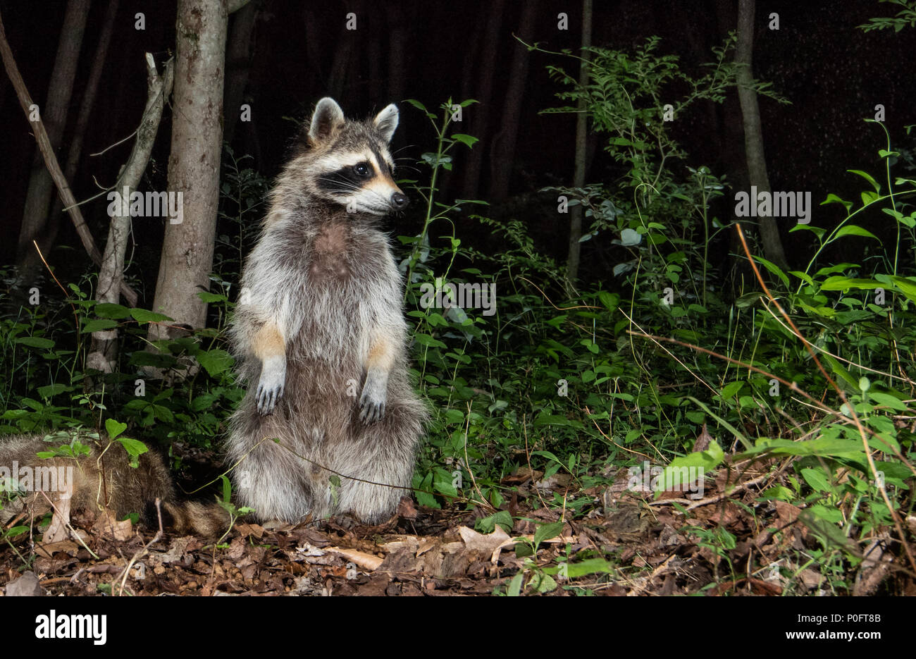 Raccoon At Night High Resolution Stock Photography and Images - Alamy