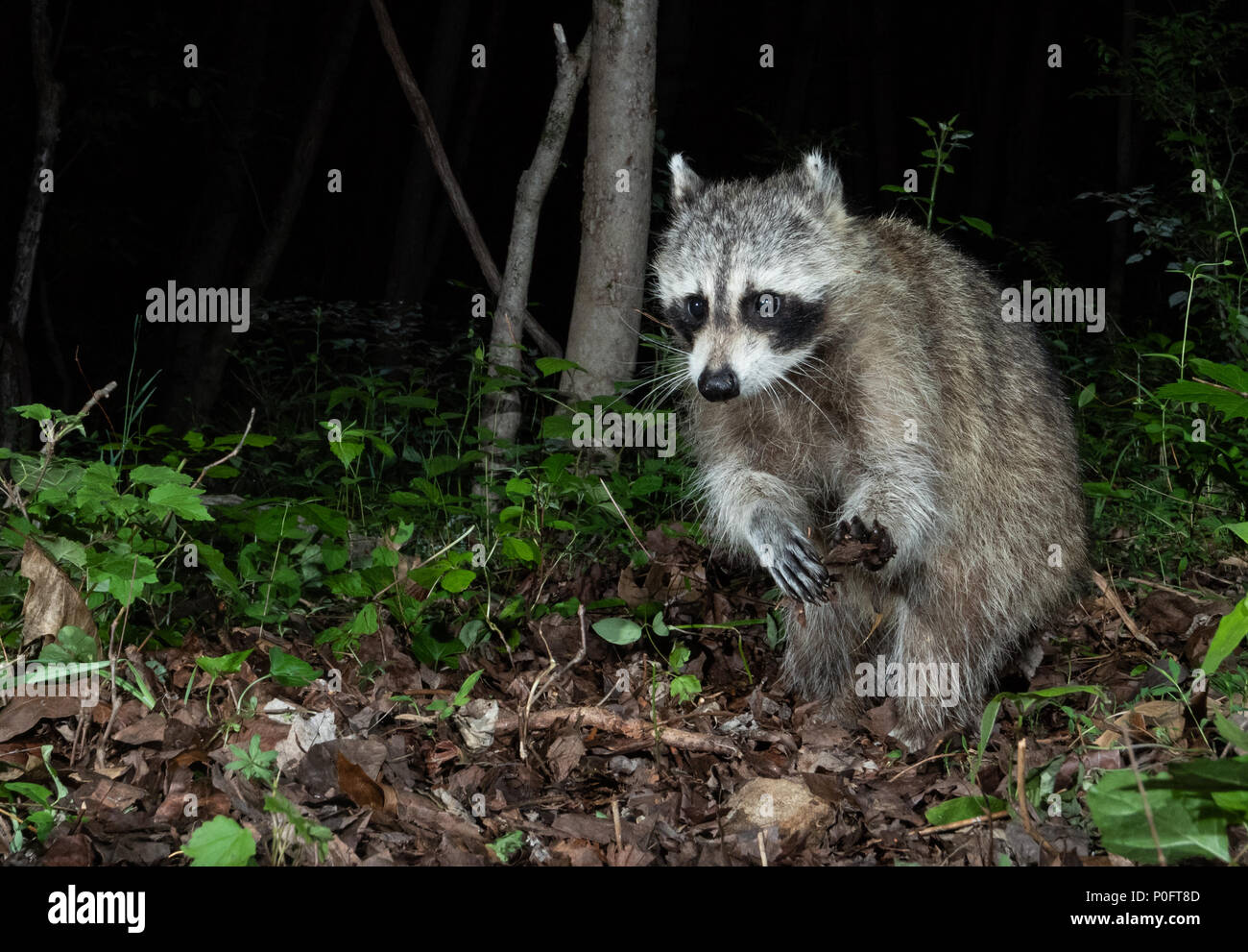 Raccoon at Night Stock Photo - Alamy