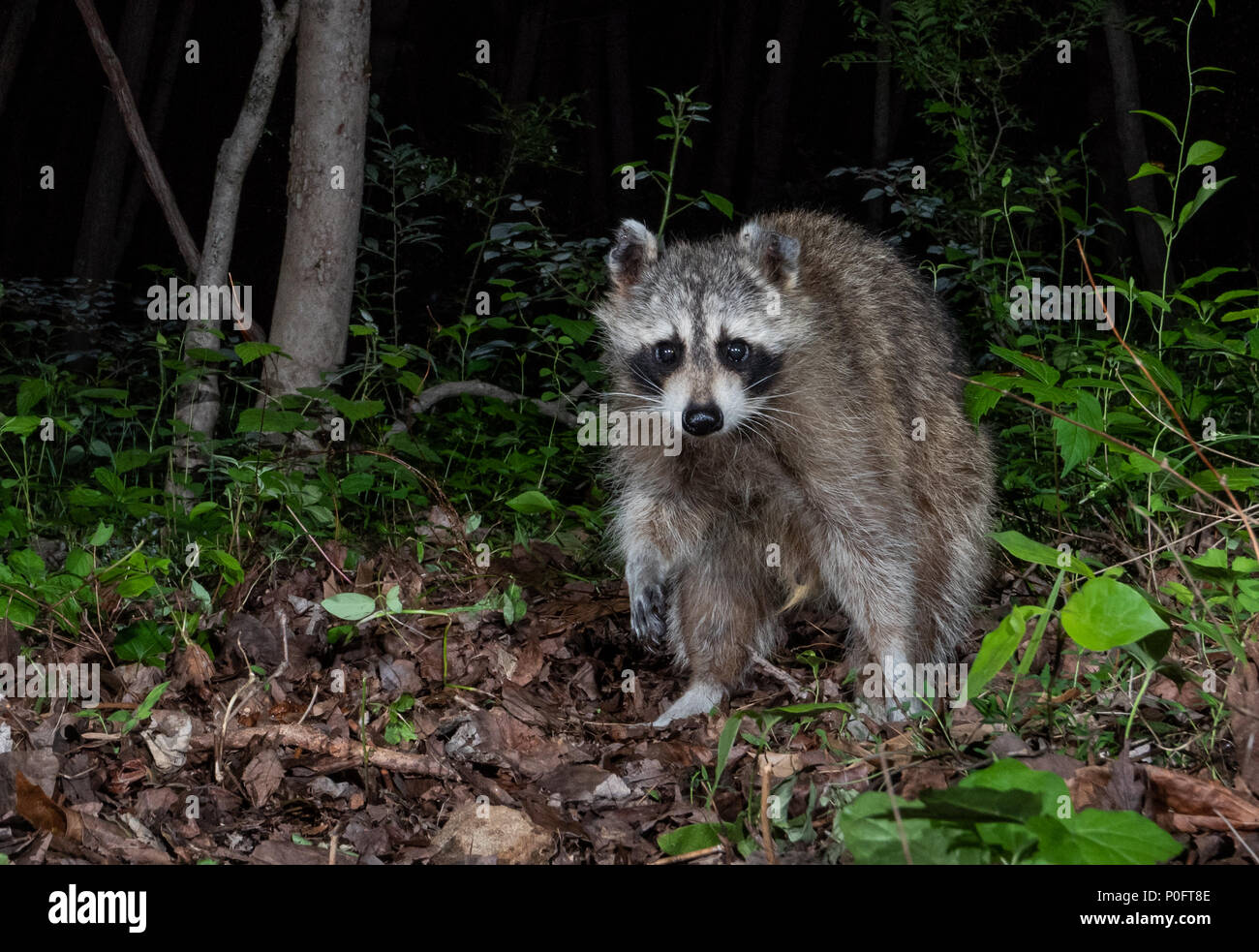 Baby raccoon at night hi-res stock photography and images - Alamy