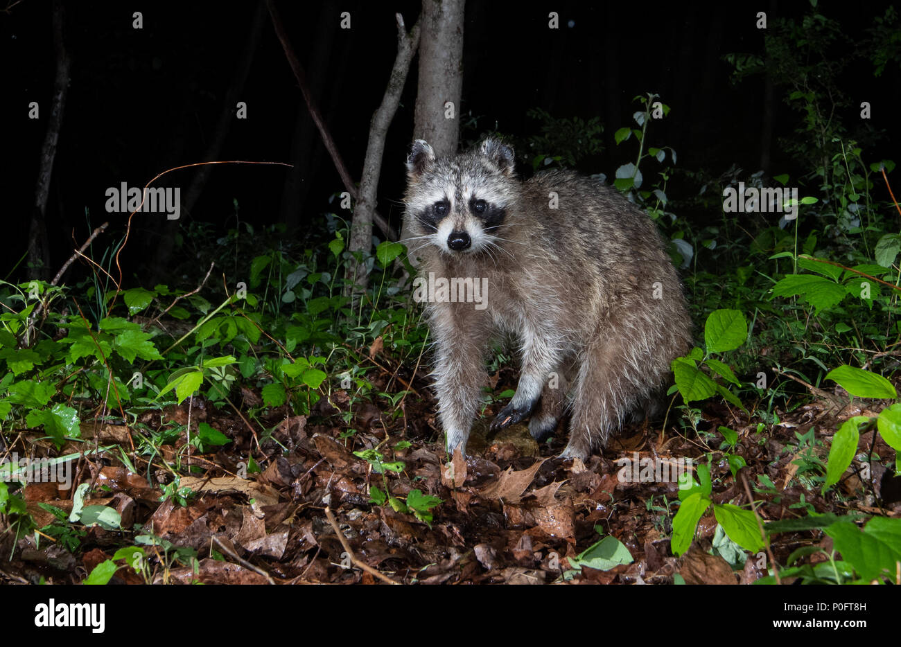 Raccoon night hi-res stock photography and images - Alamy