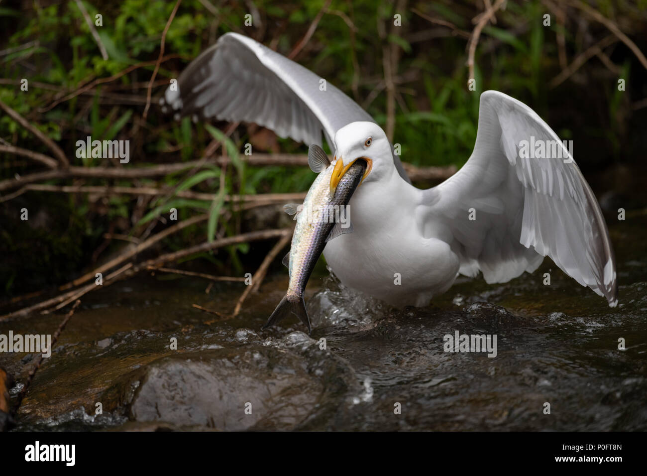 Seagull eating a fish Stock Photo - Alamy