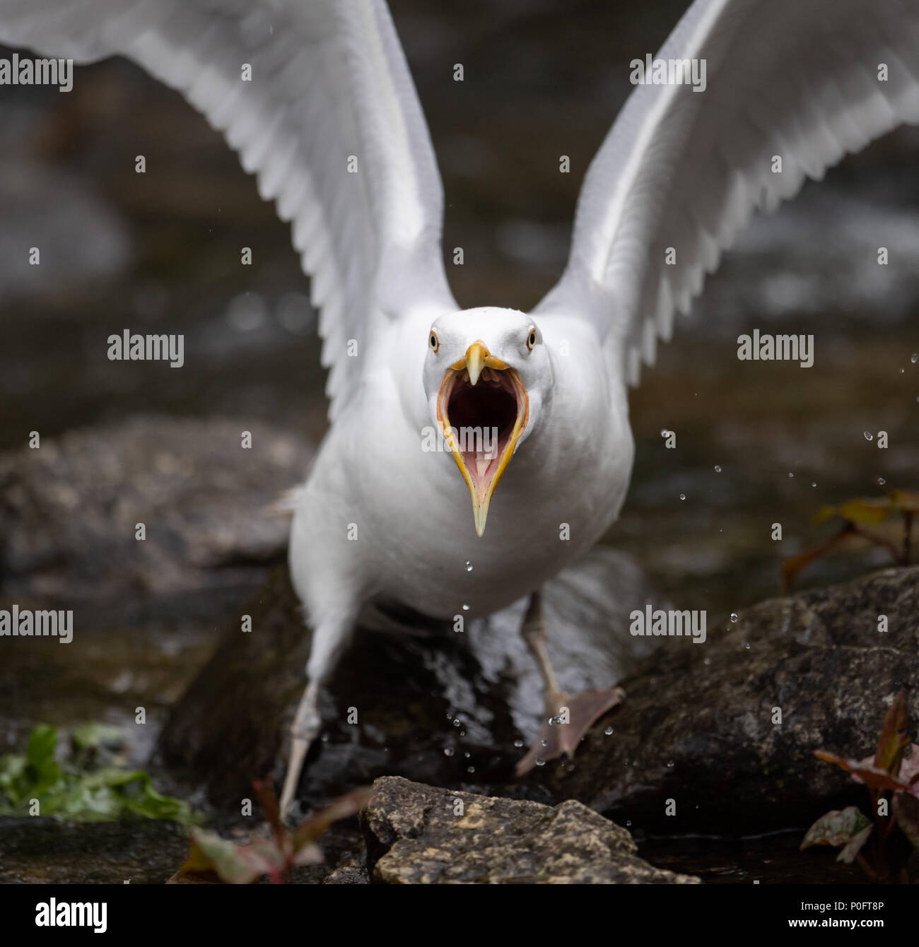 Seagull eating a fish Stock Photo - Alamy