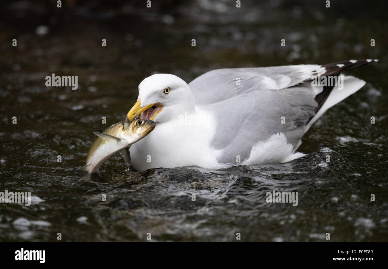 Seagull eating a fish Stock Photo - Alamy