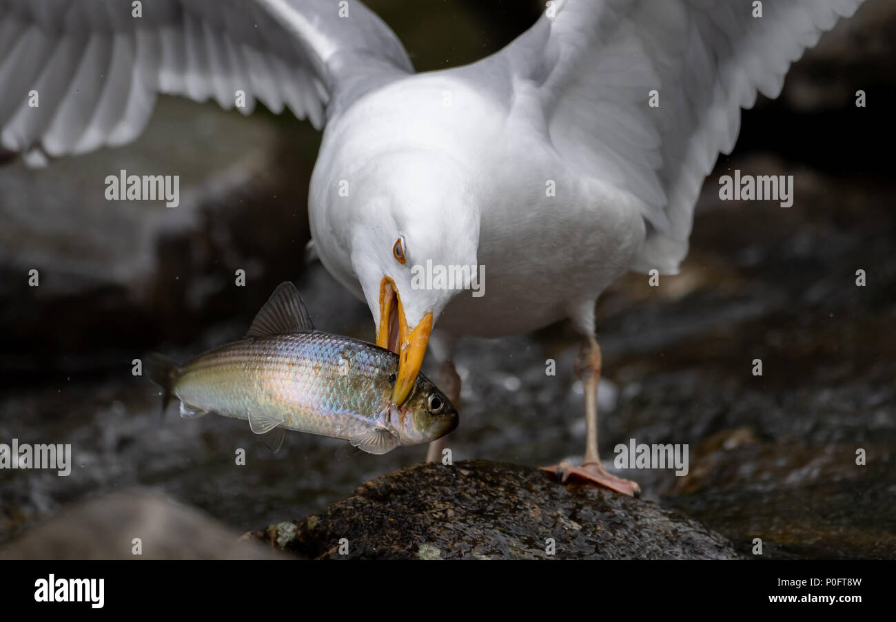 Seagull eating a fish Stock Photo - Alamy