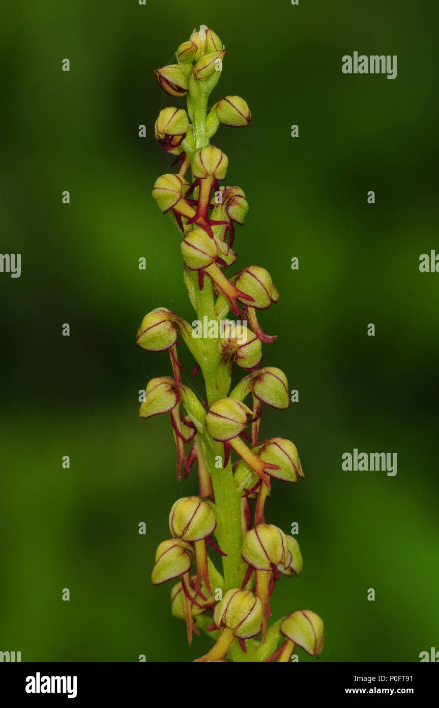 Man orchid uk hi-res stock photography and images - Alamy