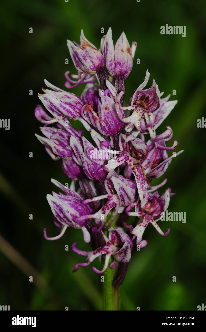 Monkey orchid orchis simia in hi-res stock photography and images - Alamy