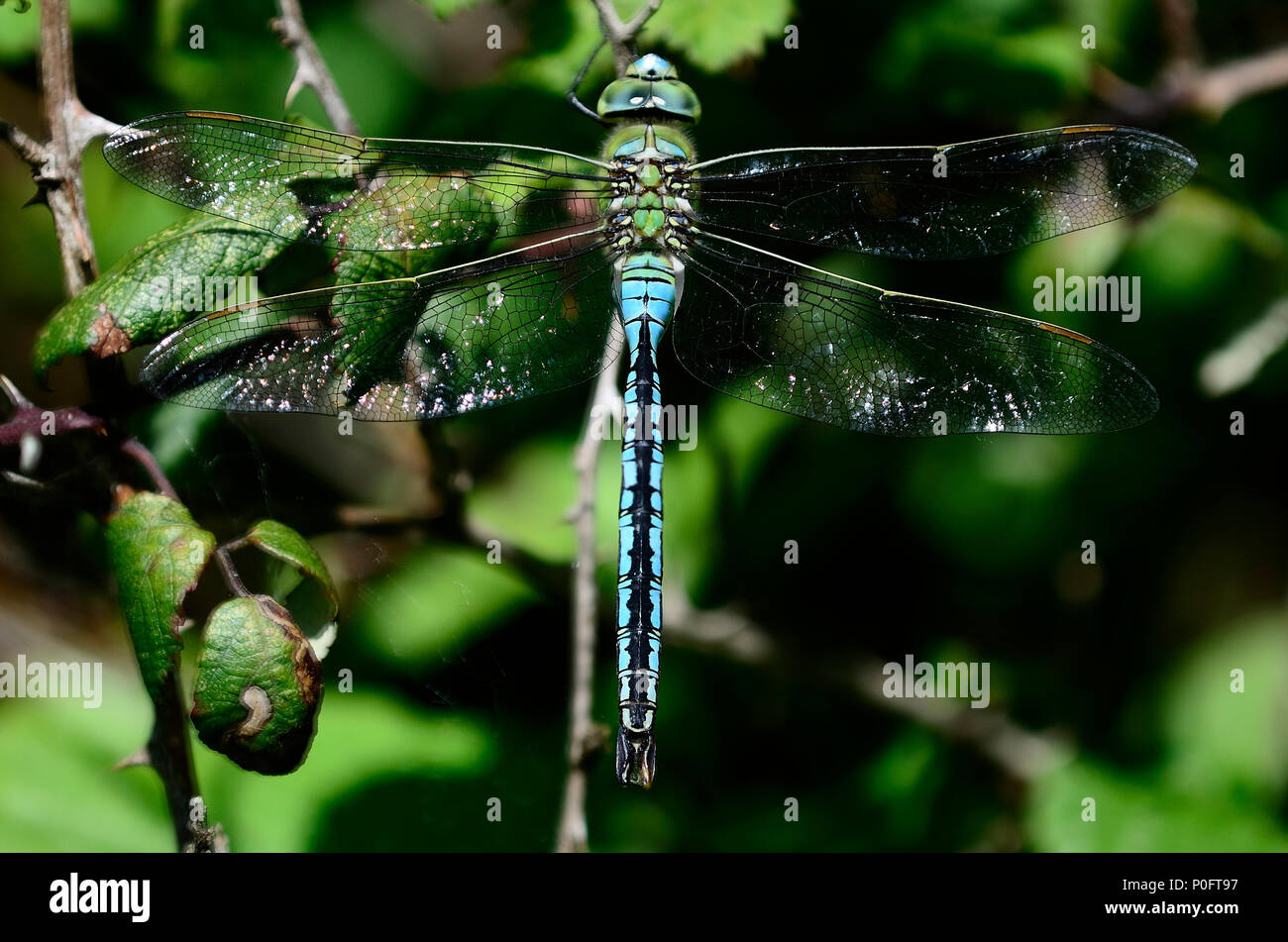 Male emperor dragonfly at rest Stock Photo - Alamy