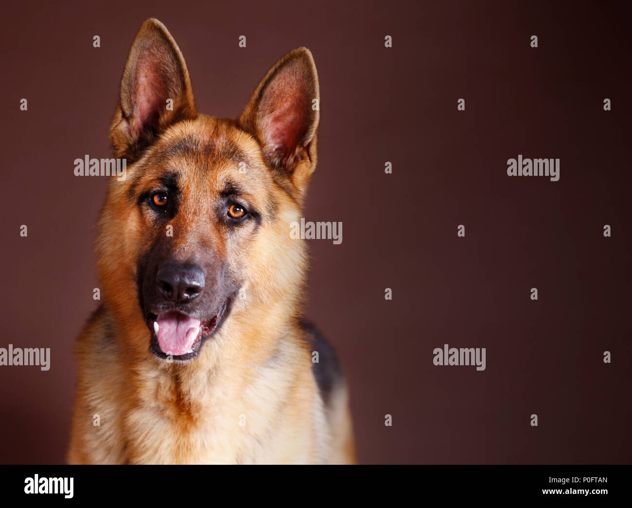 German shepherd dog portrait in studio Stock Photo - Alamy
