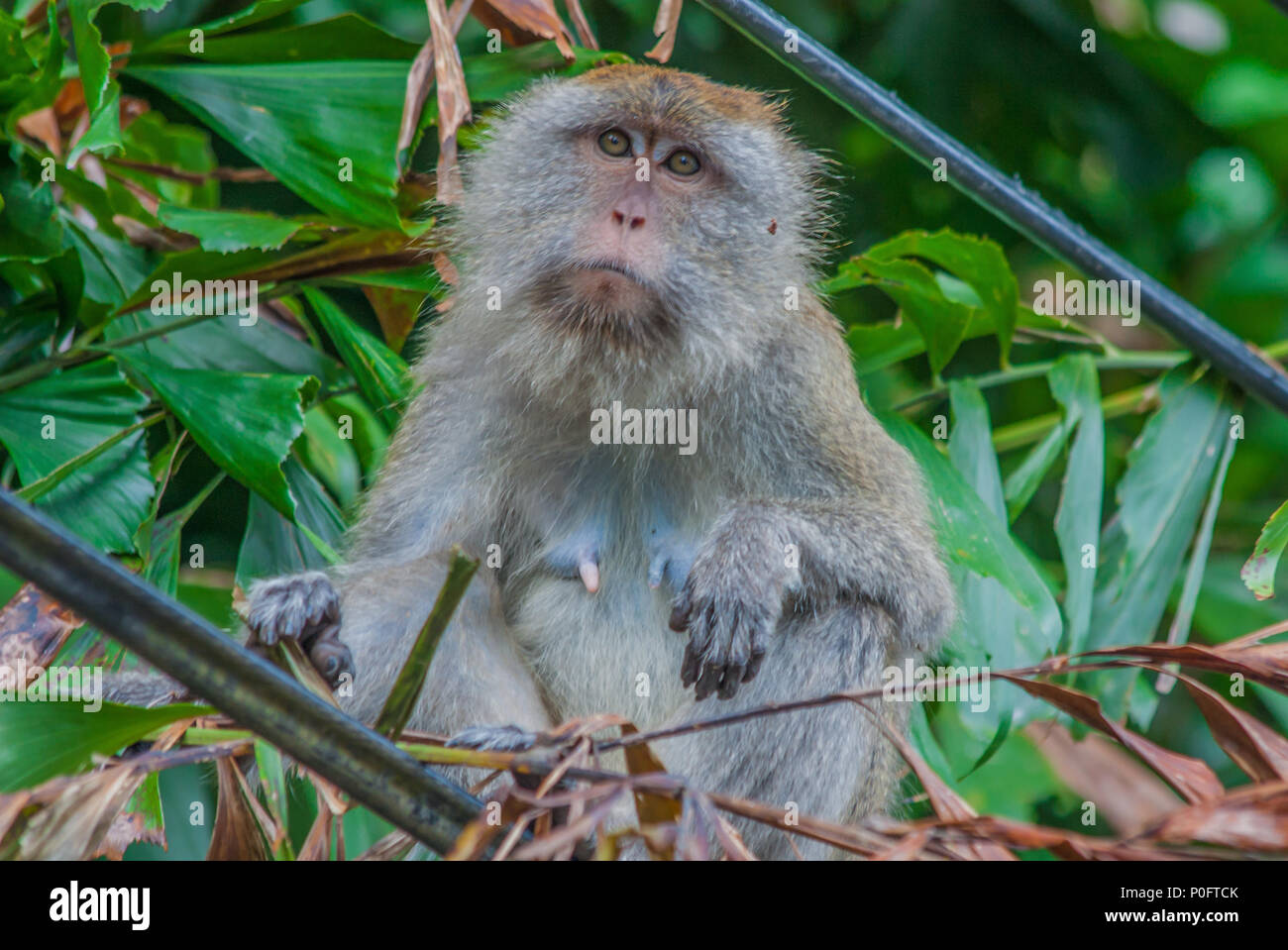 Penang, Malesia - the main Island of Malesia, Penang is famous for its ...