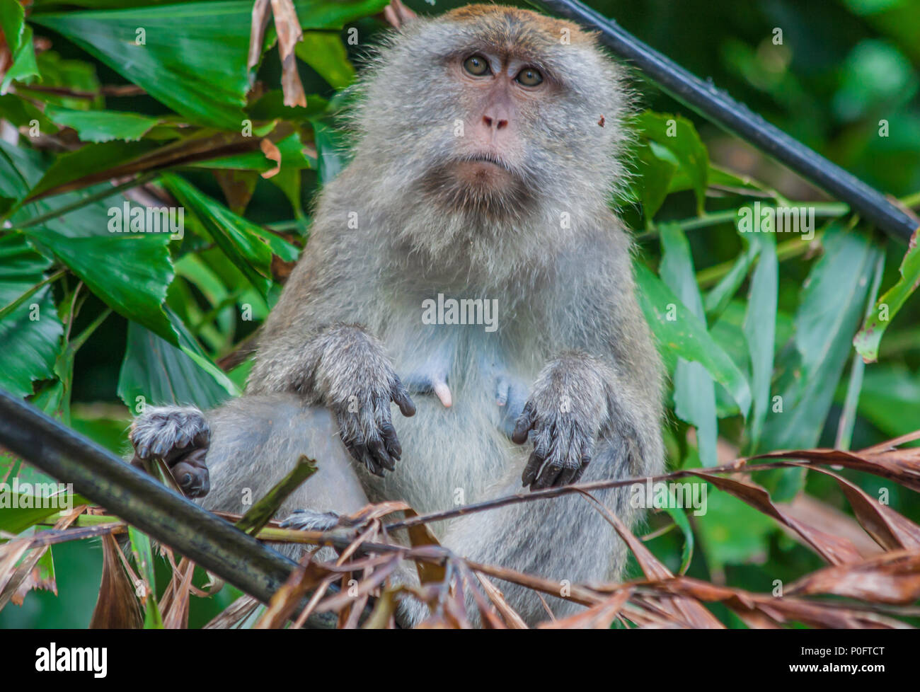 Penang, Malesia - the main Island of Malesia, Penang is famous for its ...