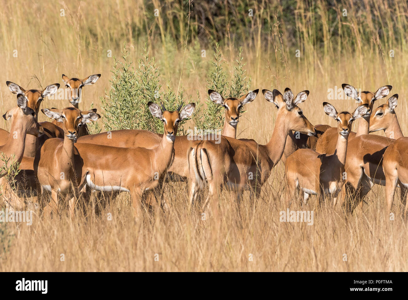 group of Impala antelope in Botswana, Africa Stock Photo - Alamy