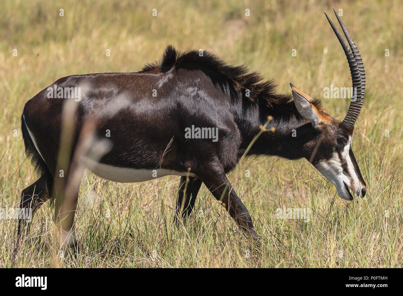 Sable antelope in Vumbera, Okavango Delta Botswana Stock Photo - Alamy