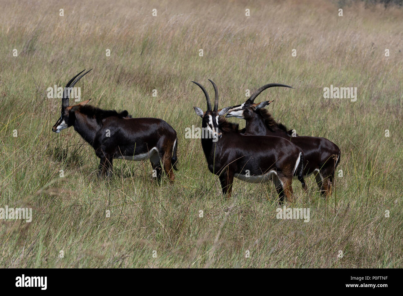 Sable antelope in Vumbera, Okavango Delta Botswana Stock Photo - Alamy