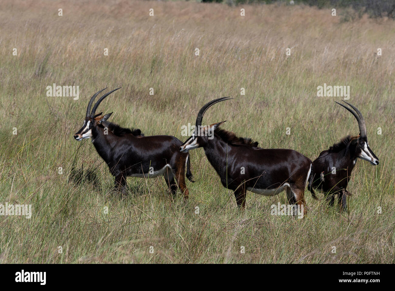 Sable antelope in Vumbera, Okavango Delta Botswana Stock Photo - Alamy