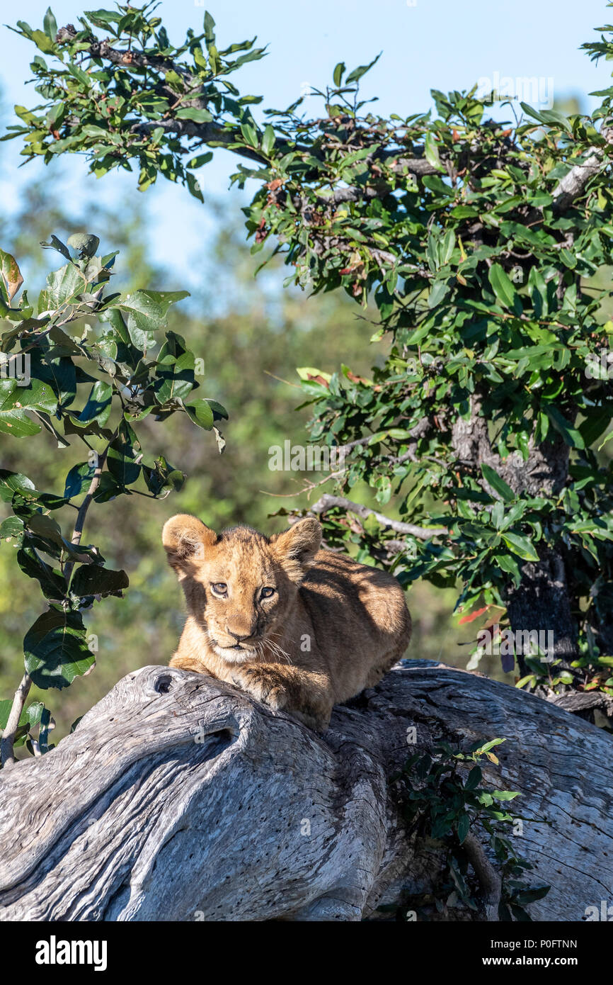 Lion Cub in tree in quorokwe in botswana africa Stock Photo - Alamy