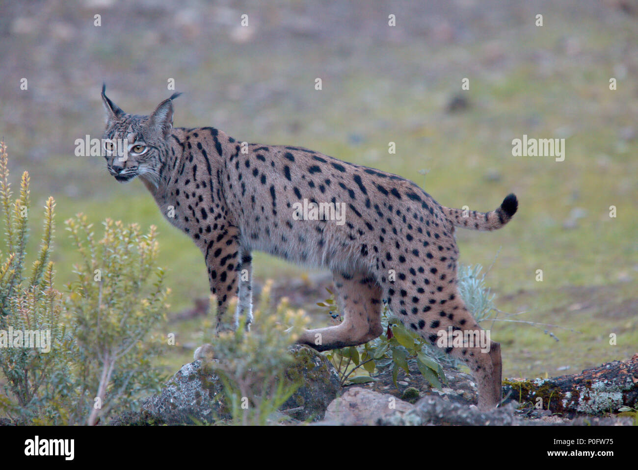 Iberian lynx spain hi-res stock photography and images - Alamy