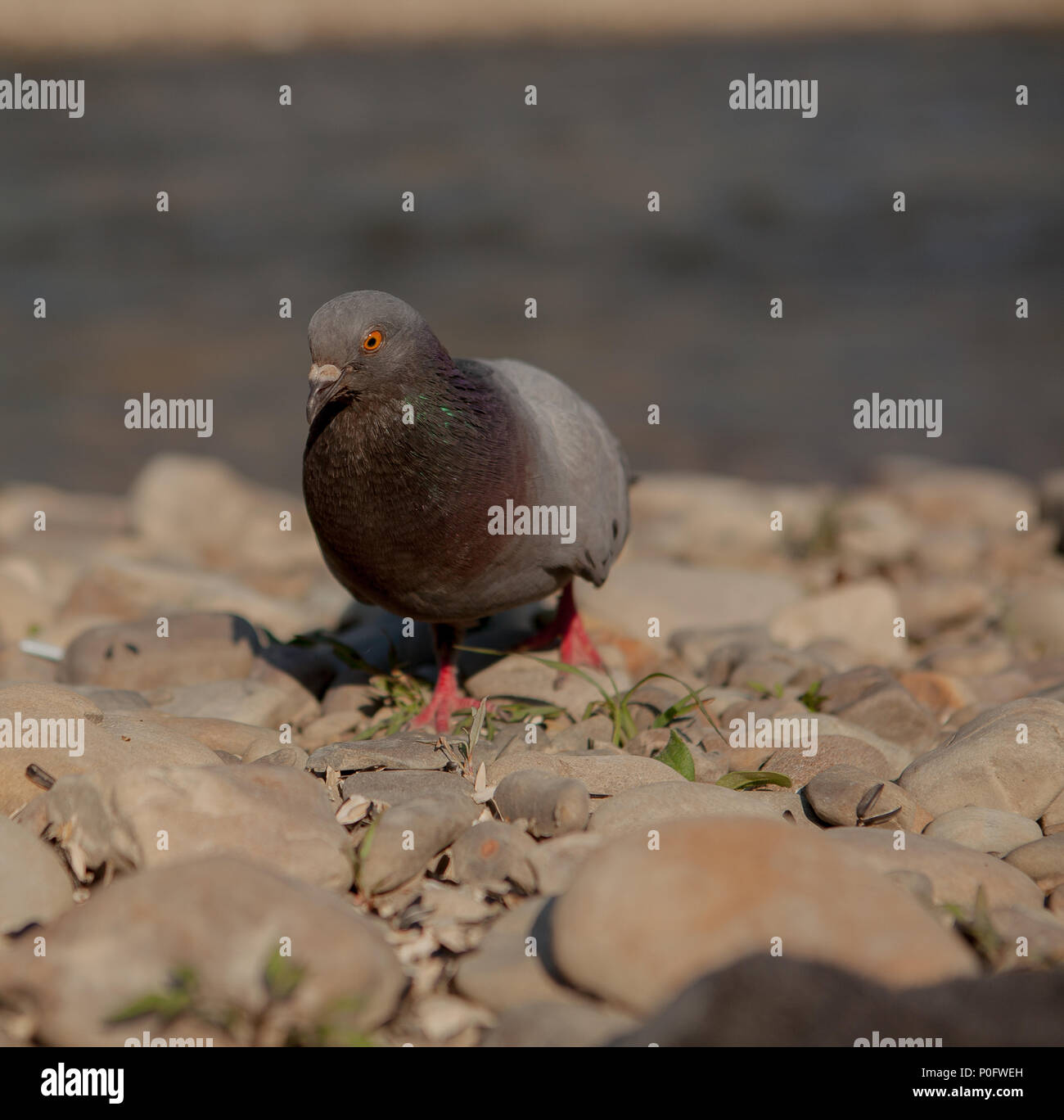 Close up single dove along the river. Dove against the background of a ...