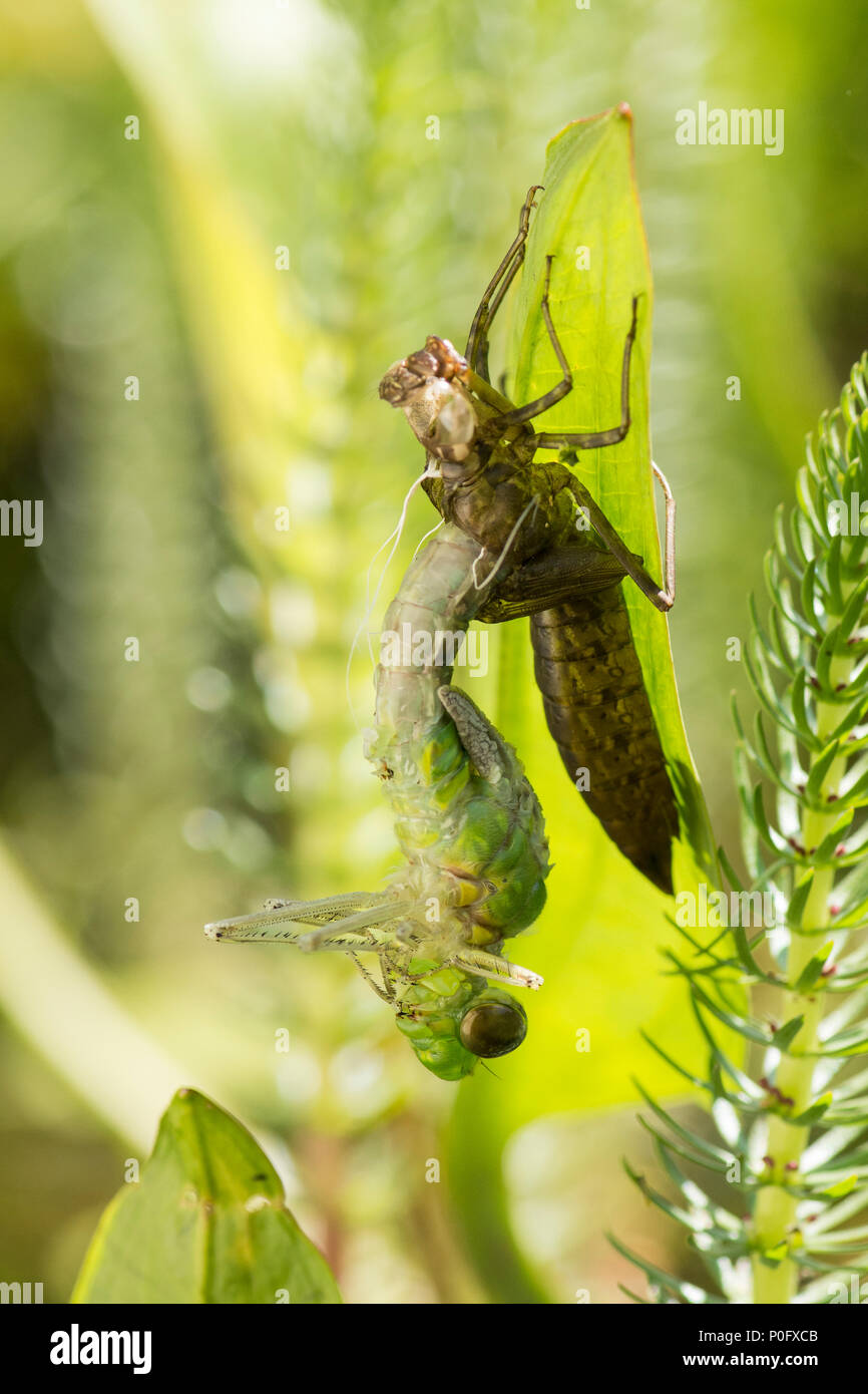 metamorphosis of Emperor dragonfly, Anax imperator, breaking out of ...