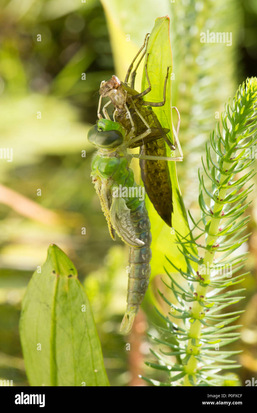metamorphosis of Emperor dragonfly, Anax imperator, breaking out of ...