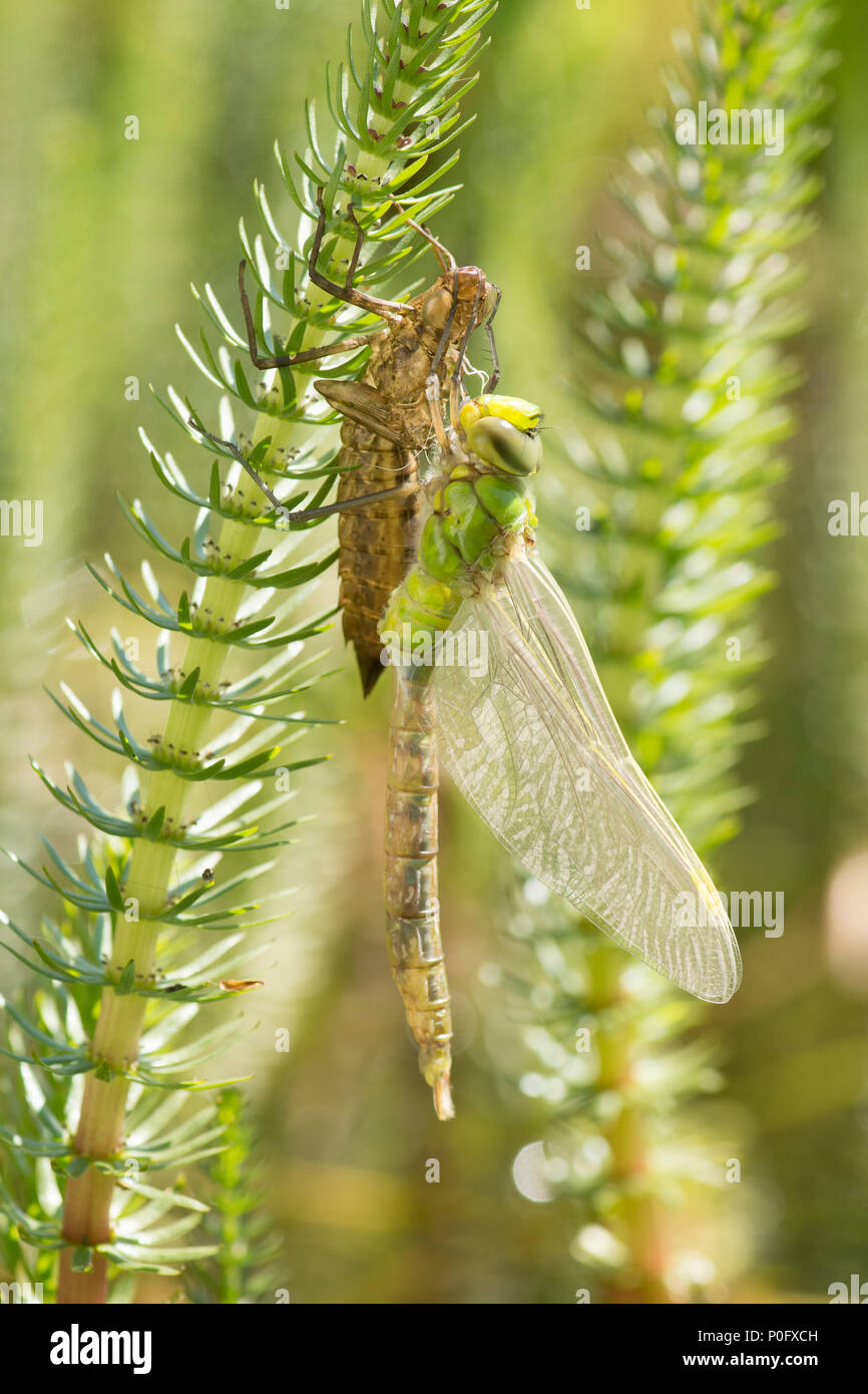 metamorphosis of Emperor dragonfly, Anax imperator, breaking out of ...