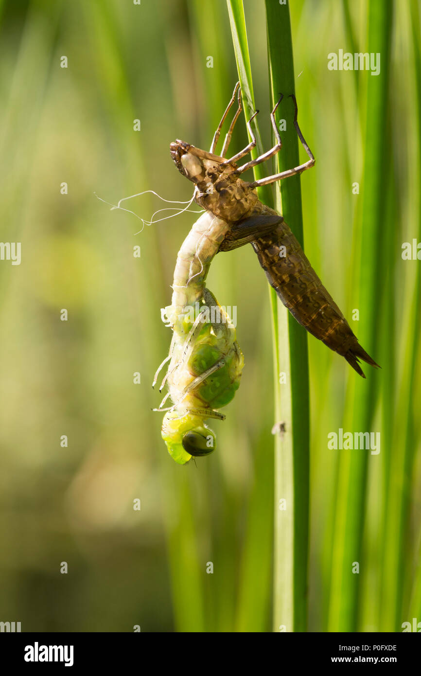 metamorphosis of Emperor dragonfly, Anax imperator, breaking out of ...