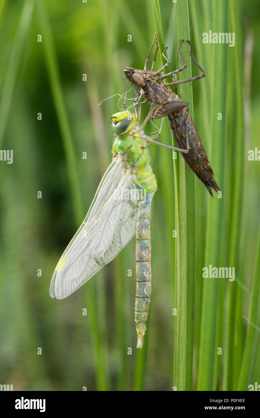 metamorphosis of Emperor dragonfly, Anax imperator, breaking out of ...