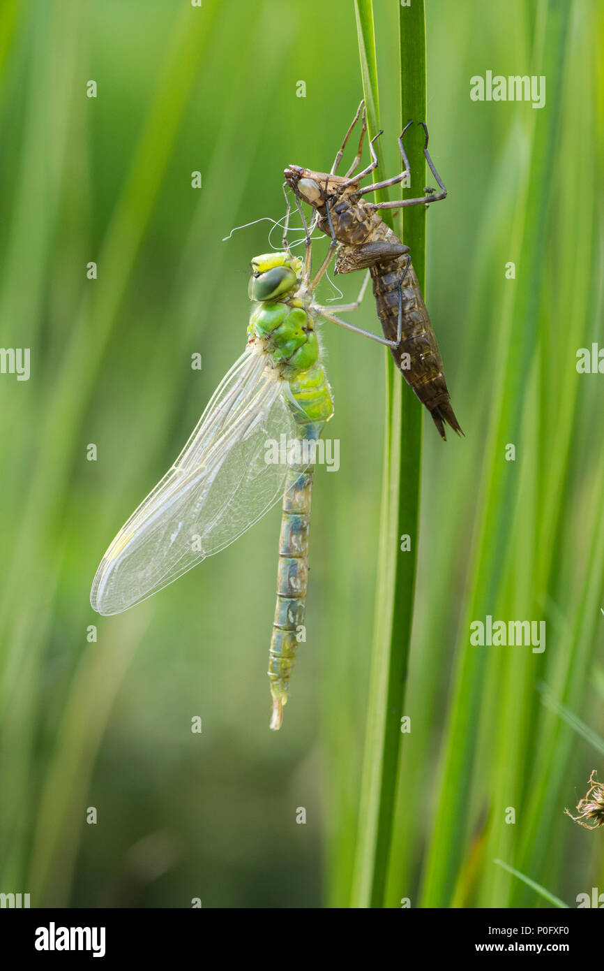 metamorphosis of Emperor dragonfly, Anax imperator, breaking out of ...