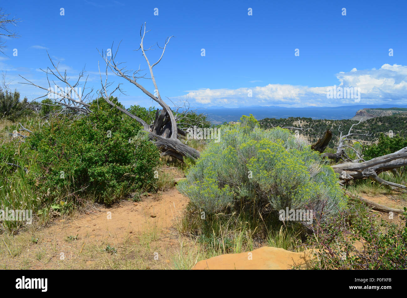Dead Brush High Resolution Stock Photography and Images - Alamy